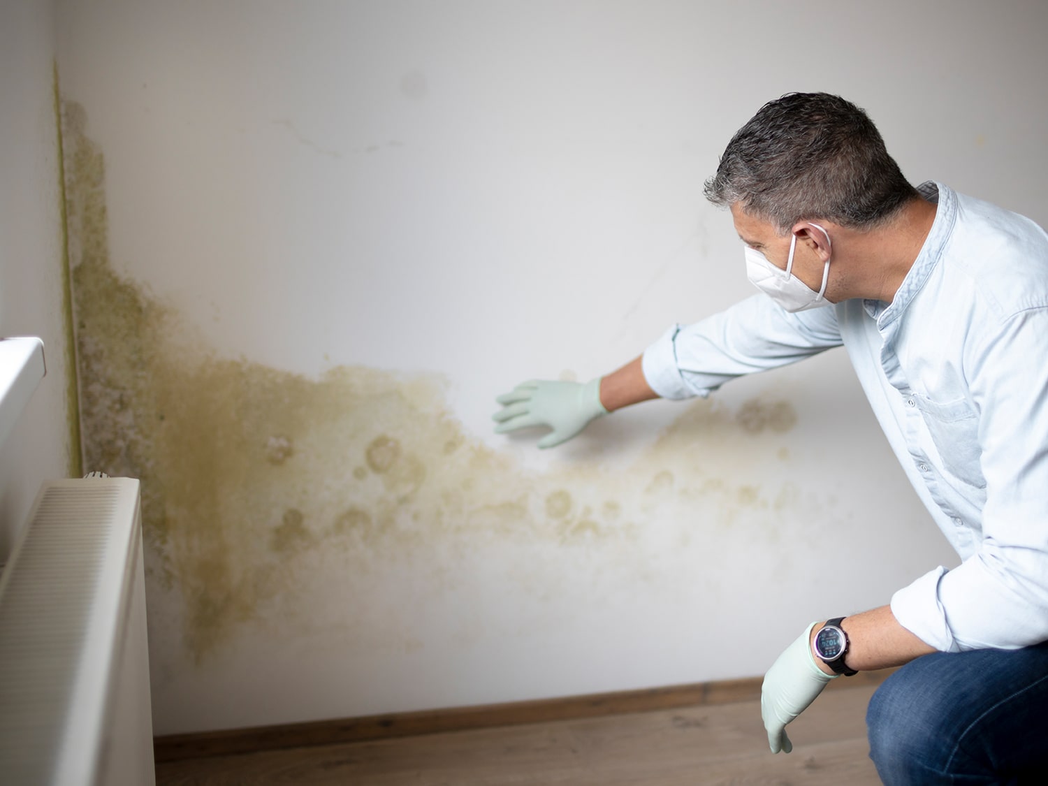 Timber and Damp Report - Specialist Xpress - Property Inspections